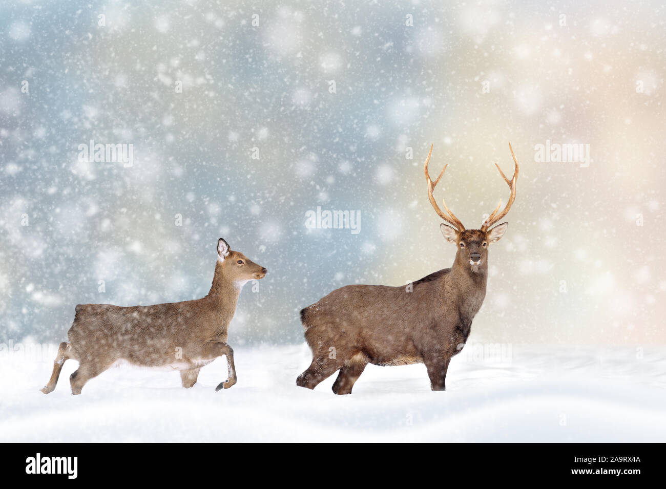 Deer In Snow Wallpaper