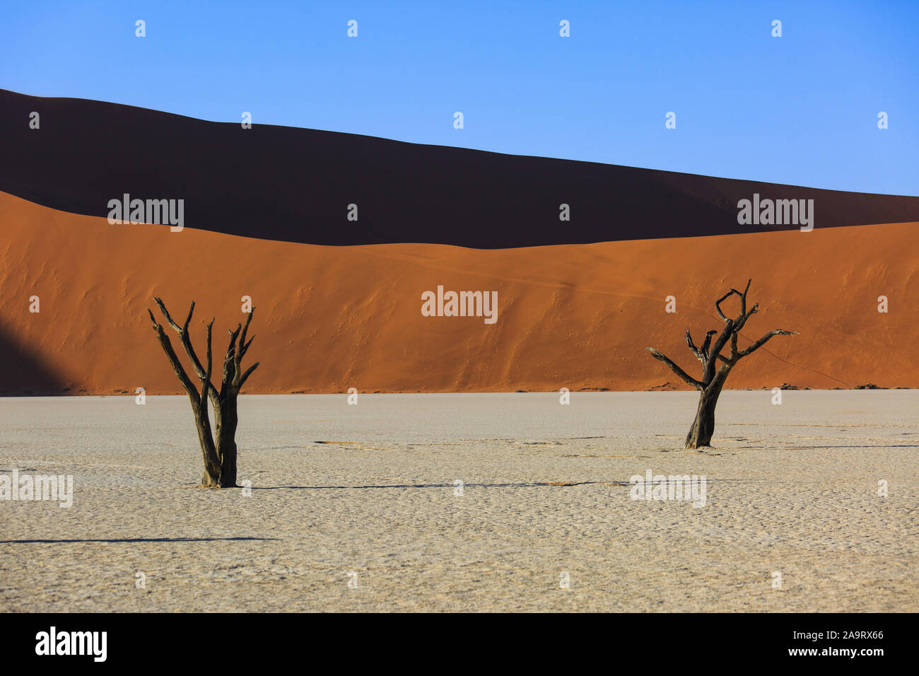 Silhouettes of dry hundred years old trees in the desert among red sand ...