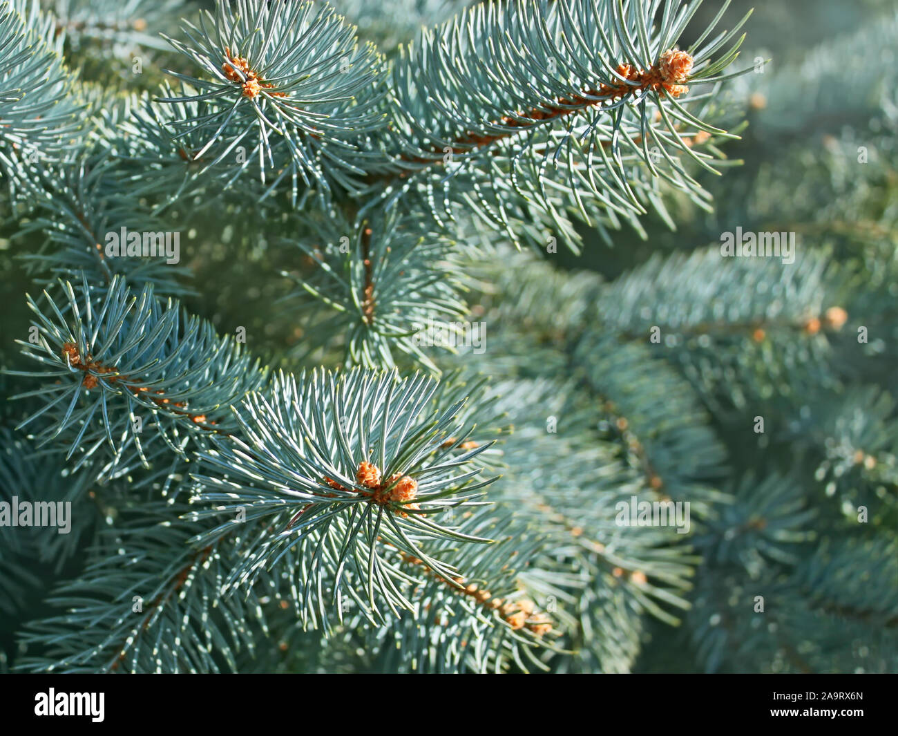 Floral background with branches of blue spruce tree in bright sunny ...