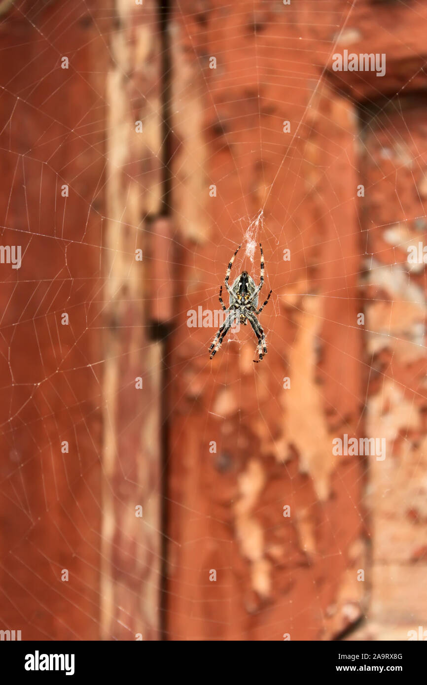 Old spider web hi-res stock photography and images - Alamy