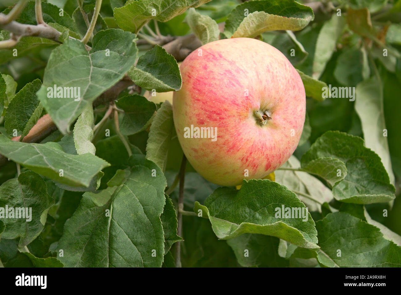 Big apple tree hi-res stock photography and images - Alamy