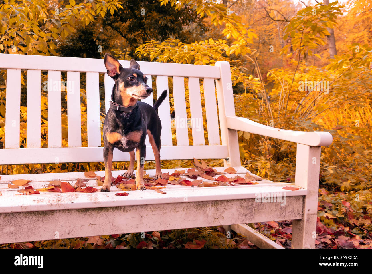 Small dog dwarf german pinscher standing on the bench with autumn sun ...