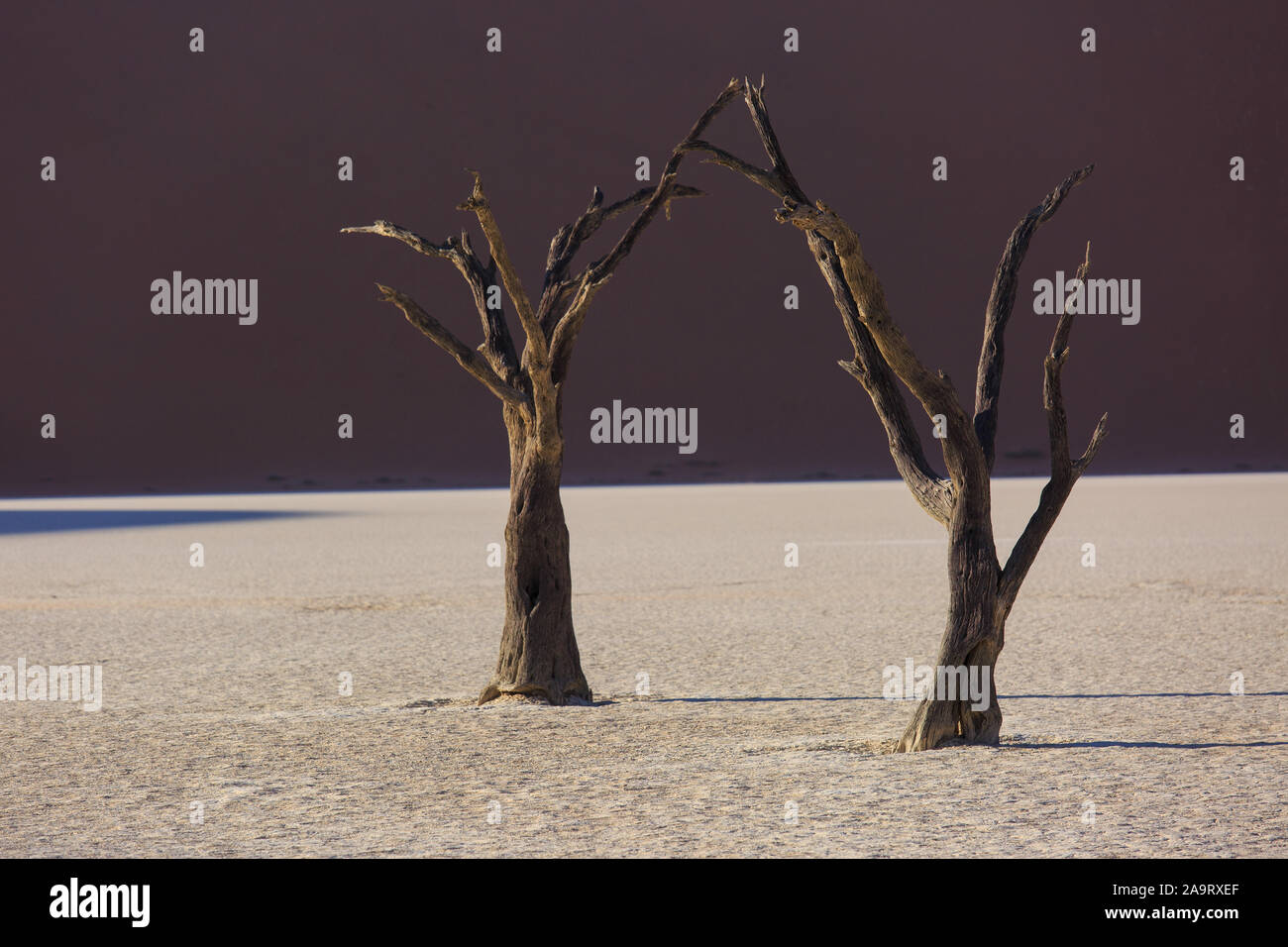 Silhouettes of dry hundred years old trees in the desert among red sand ...