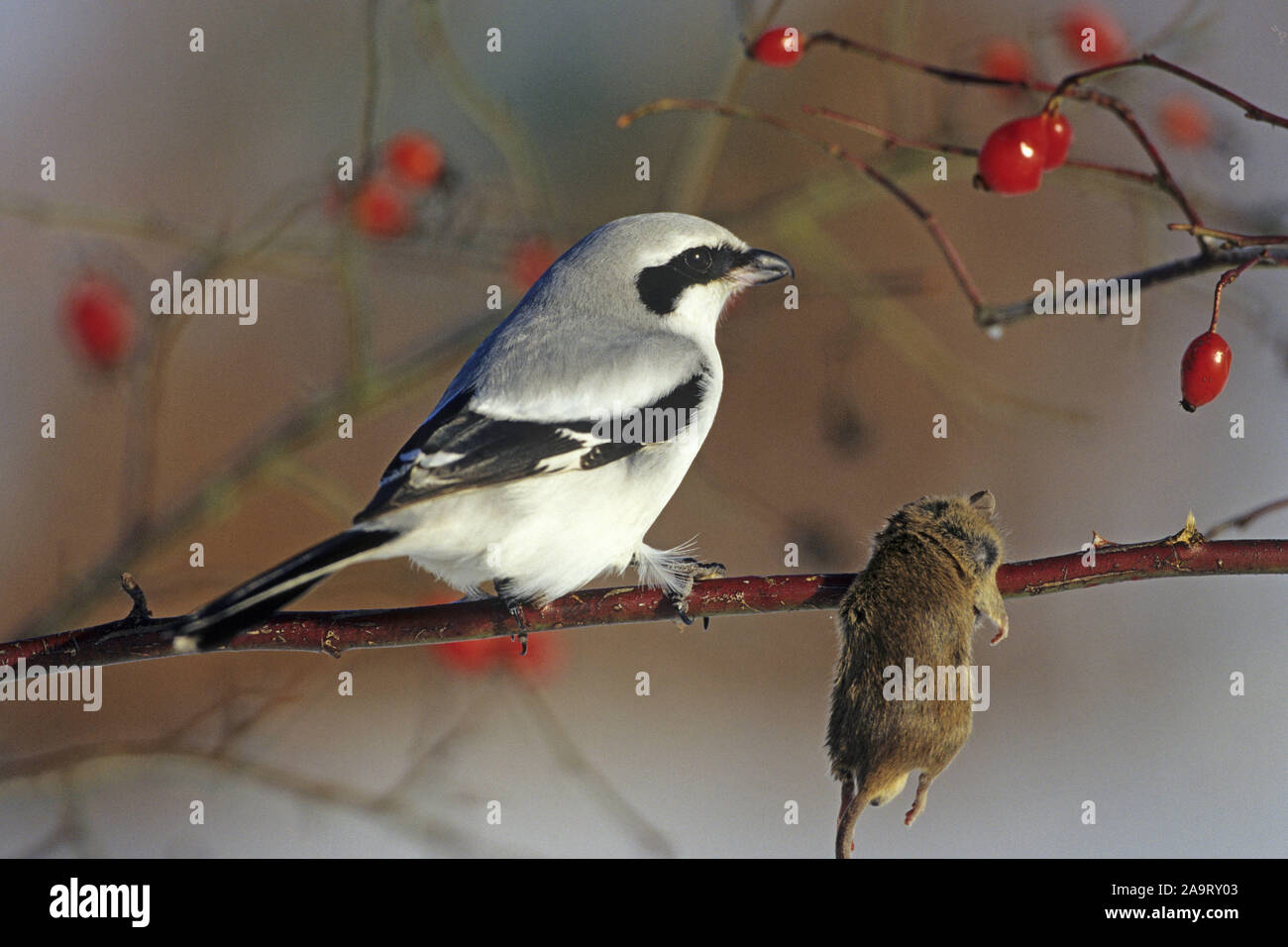 Laniidae hi-res stock photography and images - Alamy