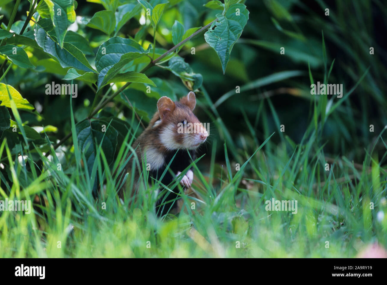 Feldhamster hi-res stock photography and images - Alamy