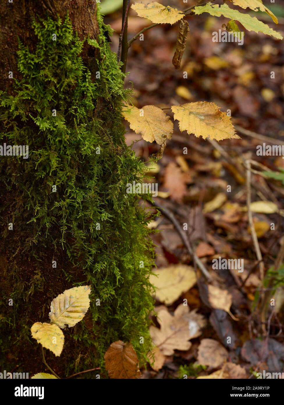 Principal moss High Resolution Stock Photography and Images - Alamy