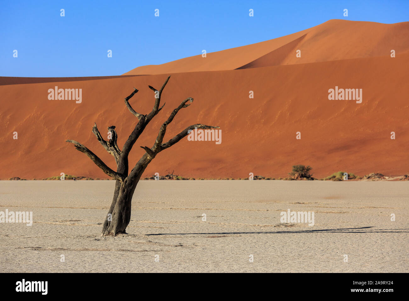 Silhouettes of dry hundred years old trees in the desert among red sand ...