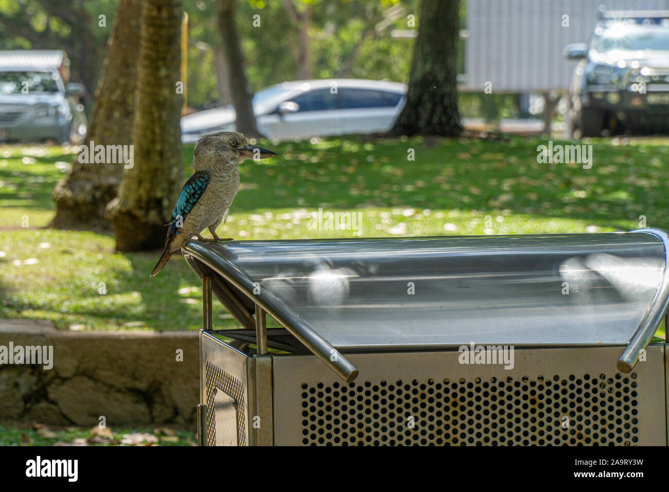 the most famous bird of australia, the kookaburra sits on a mpll barrel ...