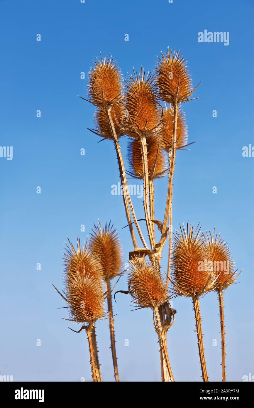 Dried thistle flowers (in Latin: Dipsacus laciniatus) on the background ...