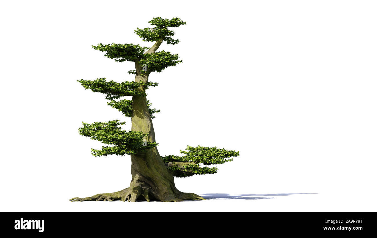 Old bonsai hi-res stock photography and images - Alamy