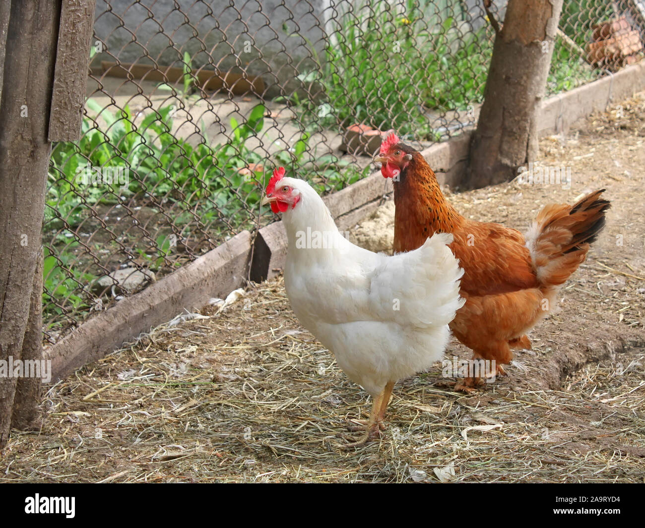 Two adult chickens on the poultry yard near the fence grid in ...