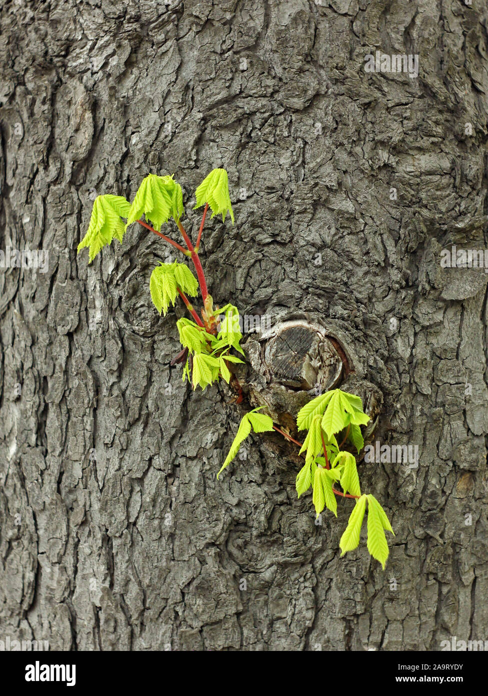 Fragile young twig of scattered, chestnut with green leaves grows on ...