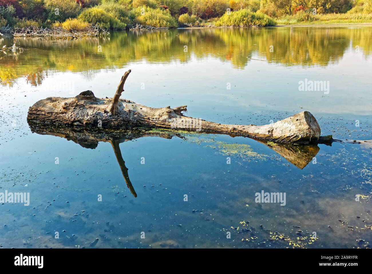 Log floating hi-res stock photography and images - Alamy