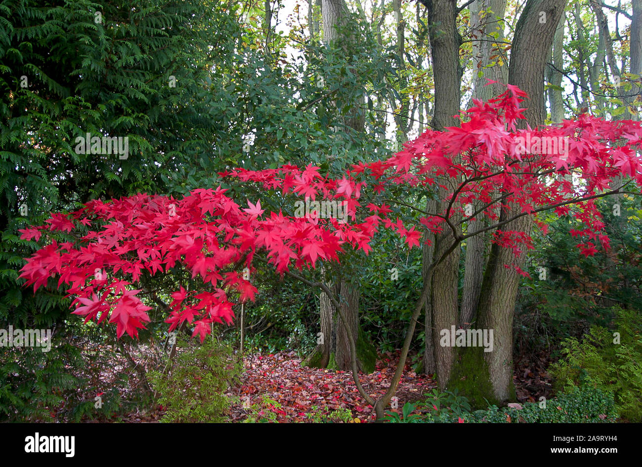Japanese oak tree hi-res stock photography and images - Alamy