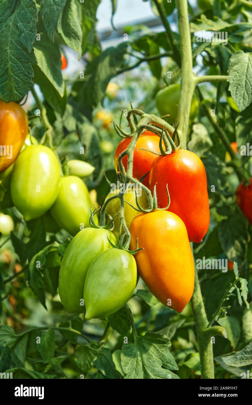 Elongated green and red tomato fruits ripening in greenhouse Stock ...
