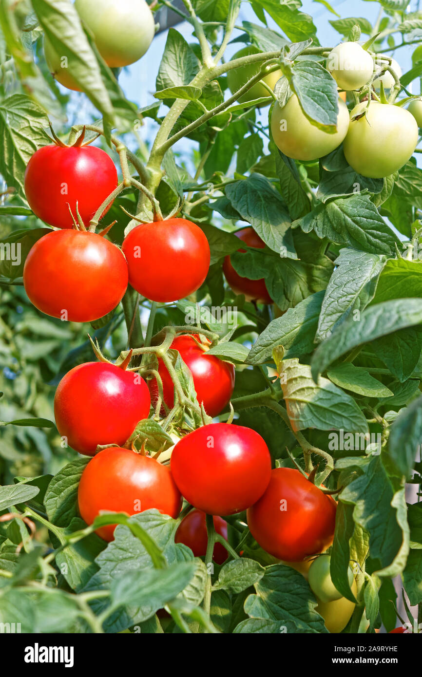 Many rounded red and green tomato fruits ripening in greenhouse in ...