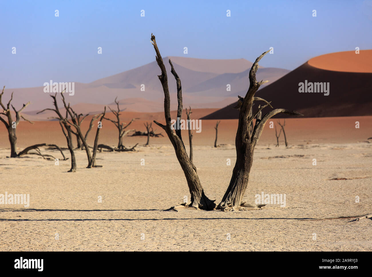 Silhouettes of dry hundred years old trees in the desert among red sand ...