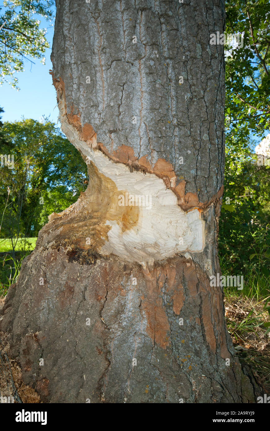 Castor canadensis teeth hi-res stock photography and images - Alamy