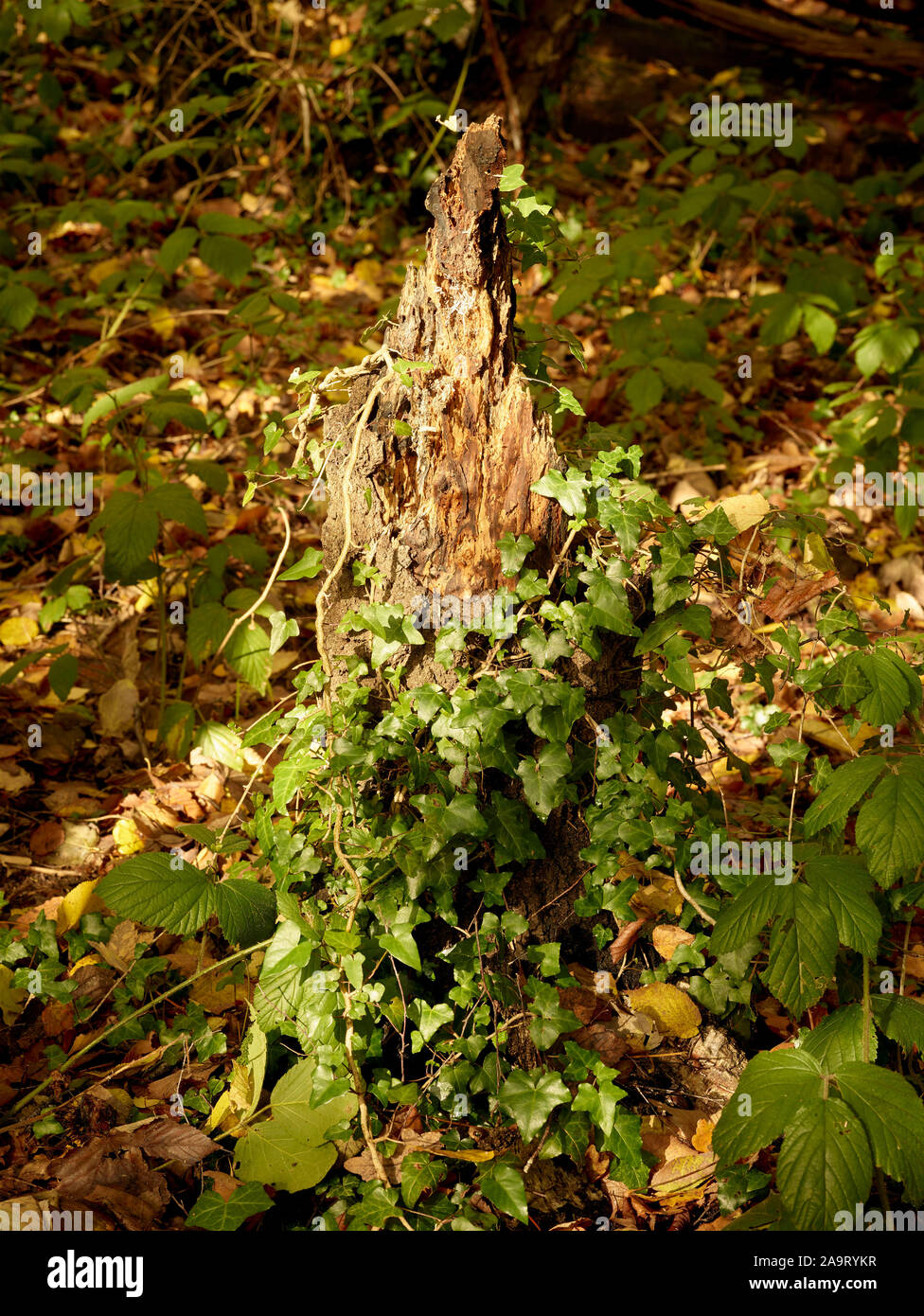 Snapped rotting tree trunk in a natural woodland setting in Surrey ...