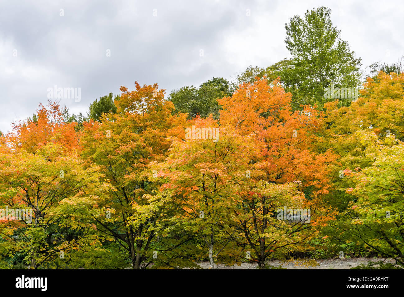 Trees are bursting with autumn colors at Gene Coulon Park in Renton, Washington Stock Photo - Alamy