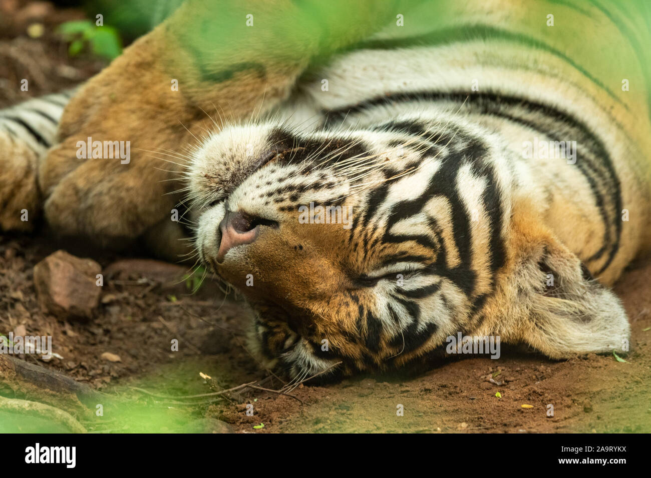 Wild male tiger head shot in monsoon green at ranthambore national park ...
