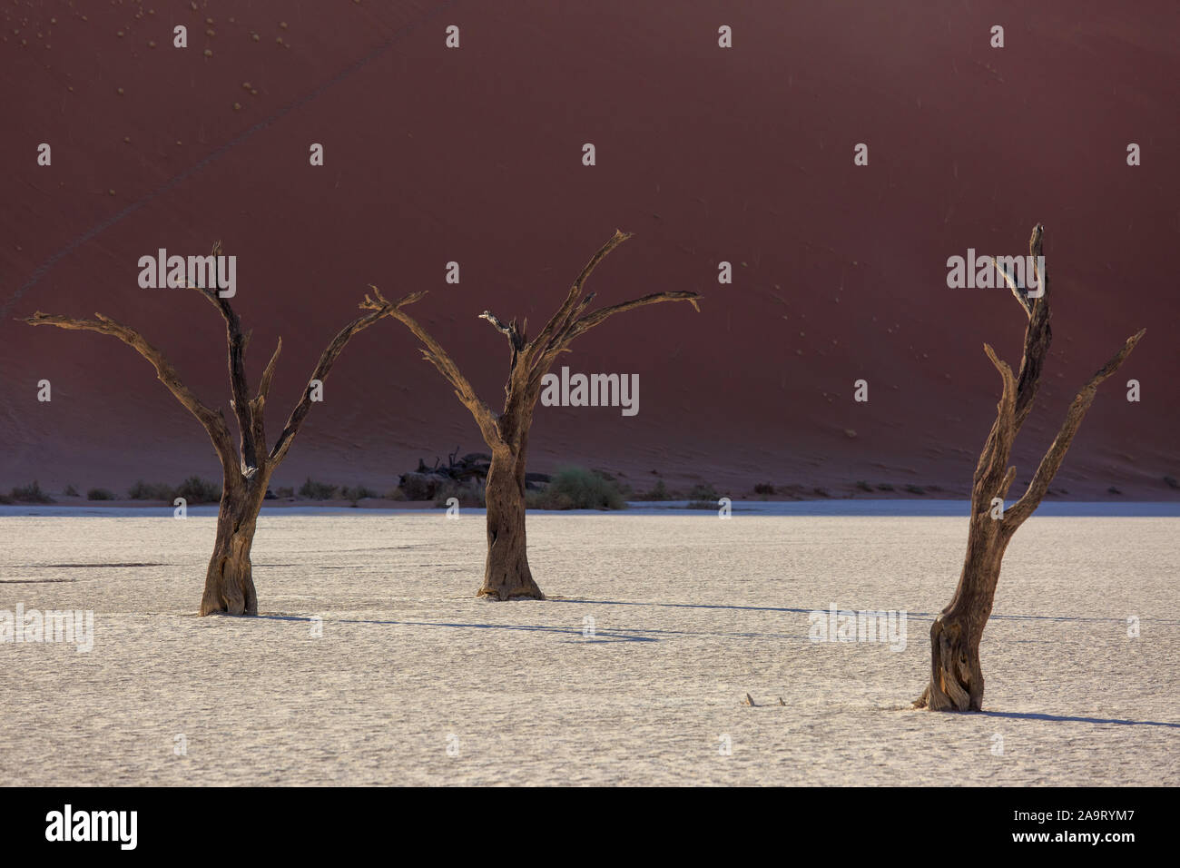 Silhouettes of dry hundred years old trees in the desert among red sand ...