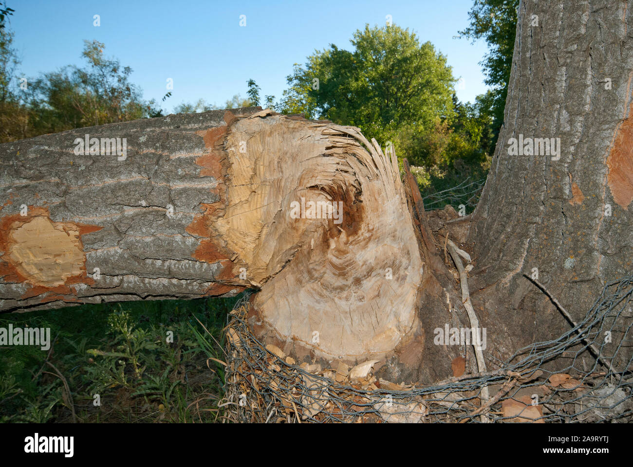 Frelled hi-res stock photography and images - Alamy