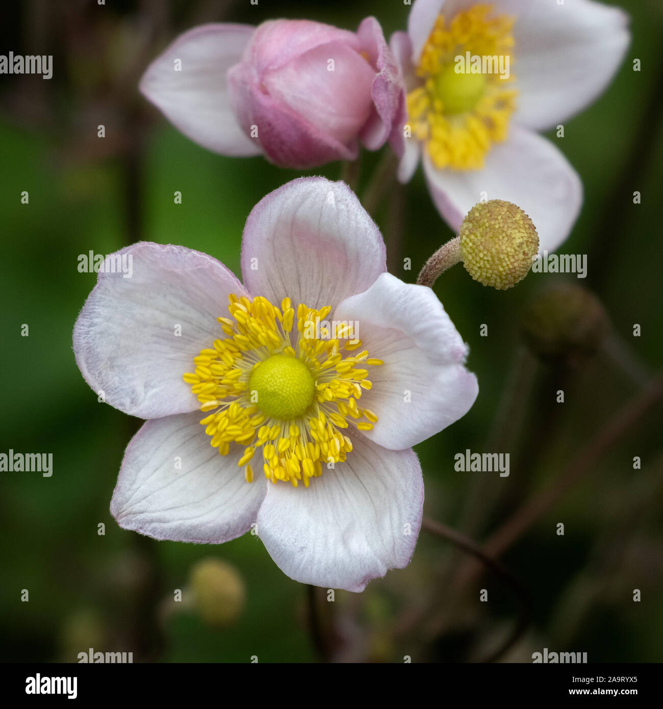 Chinese anemone hi-res stock photography and images - Alamy