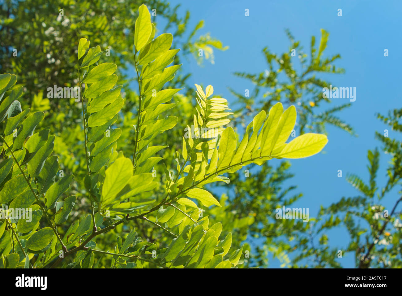 Acacia leaves hi-res stock photography and images - Alamy