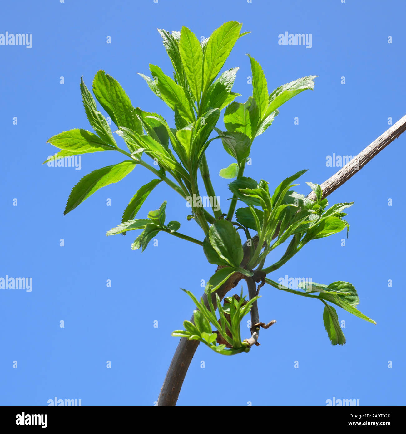 Elder branch hi-res stock photography and images - Alamy