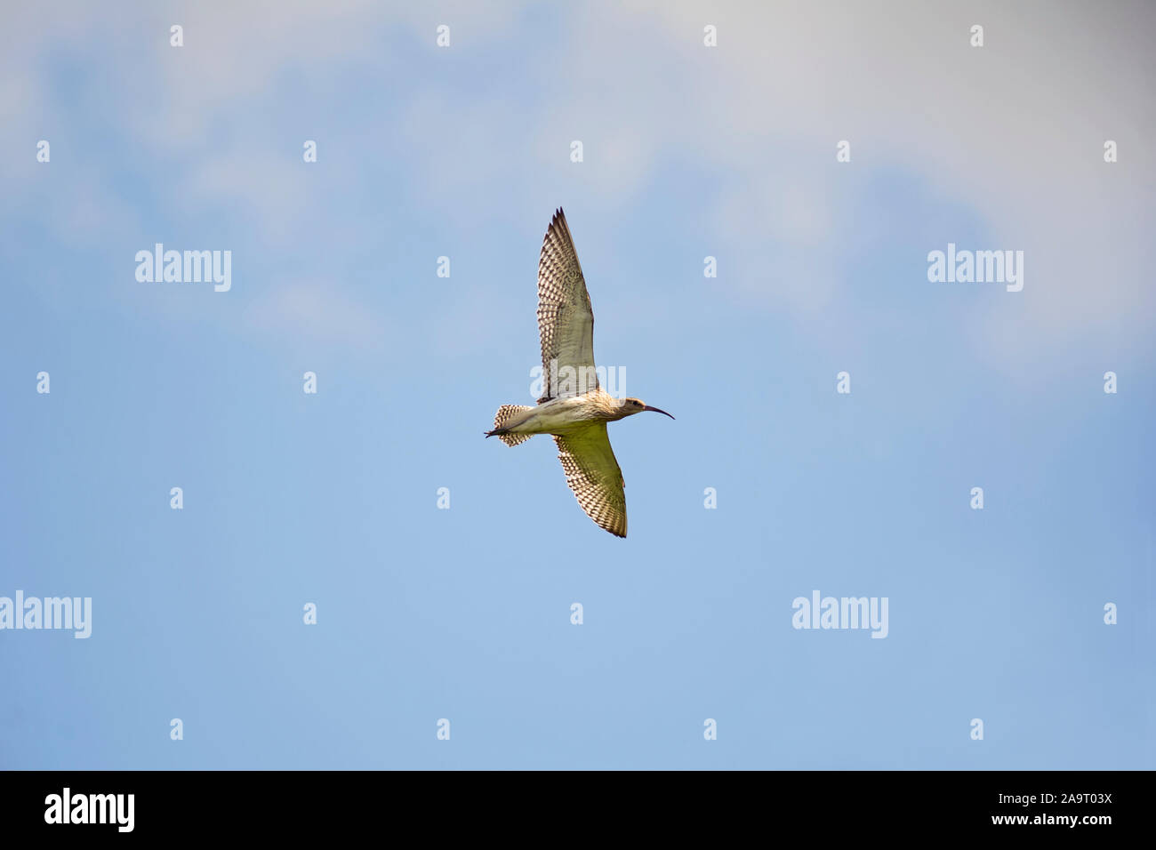 Adult Eurasian curlew ( Numenius arquata) with wings outspread in ...