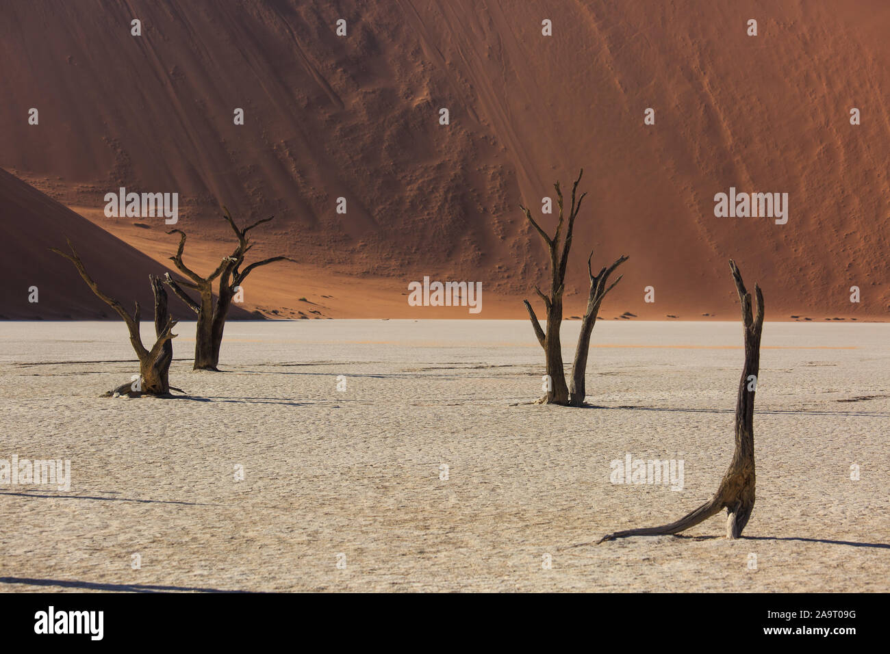 Silhouettes of dry hundred years old trees in the desert among red sand ...
