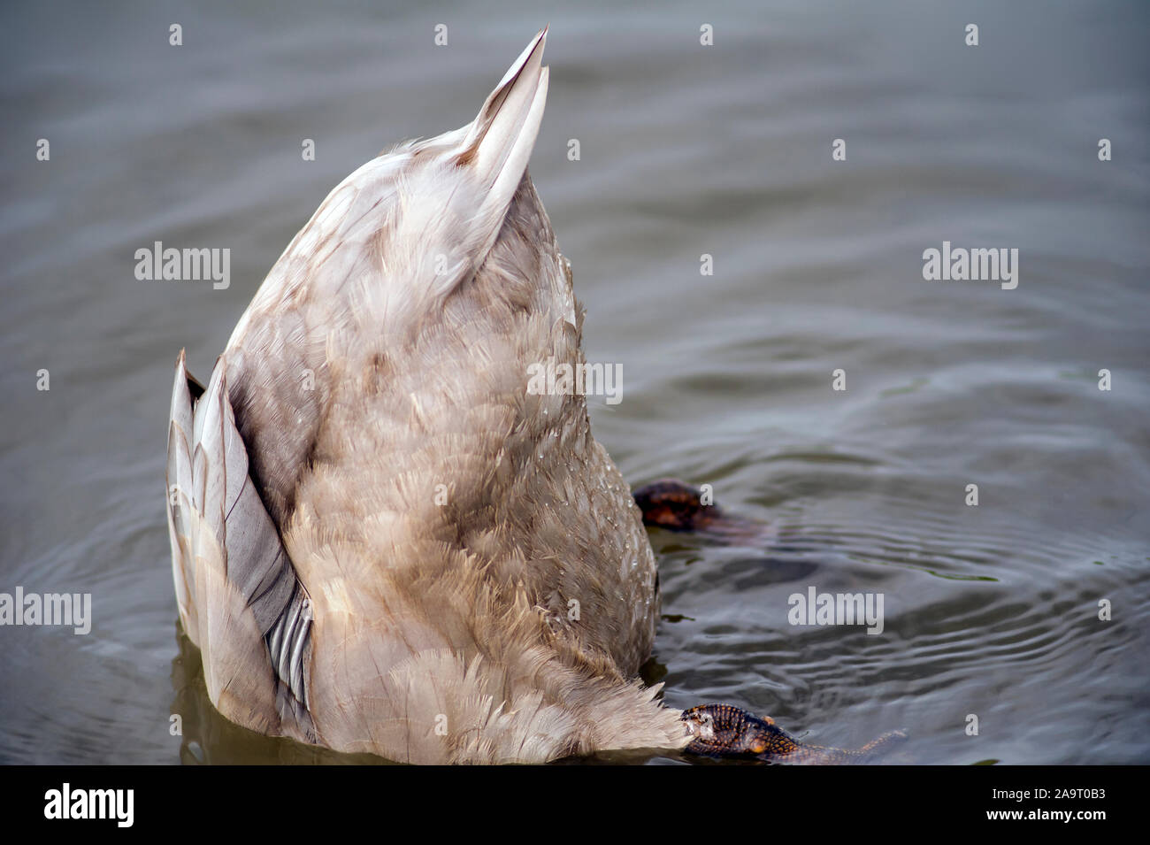 Duck upside down in water hi-res stock photography and images - Alamy