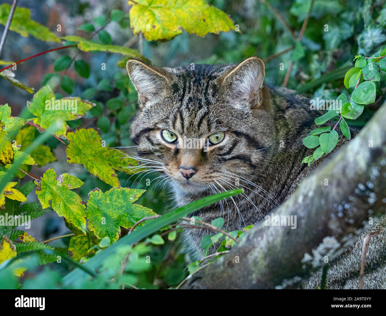 European wildcat Felis silvestris silvestris (captive Stock Photo - Alamy