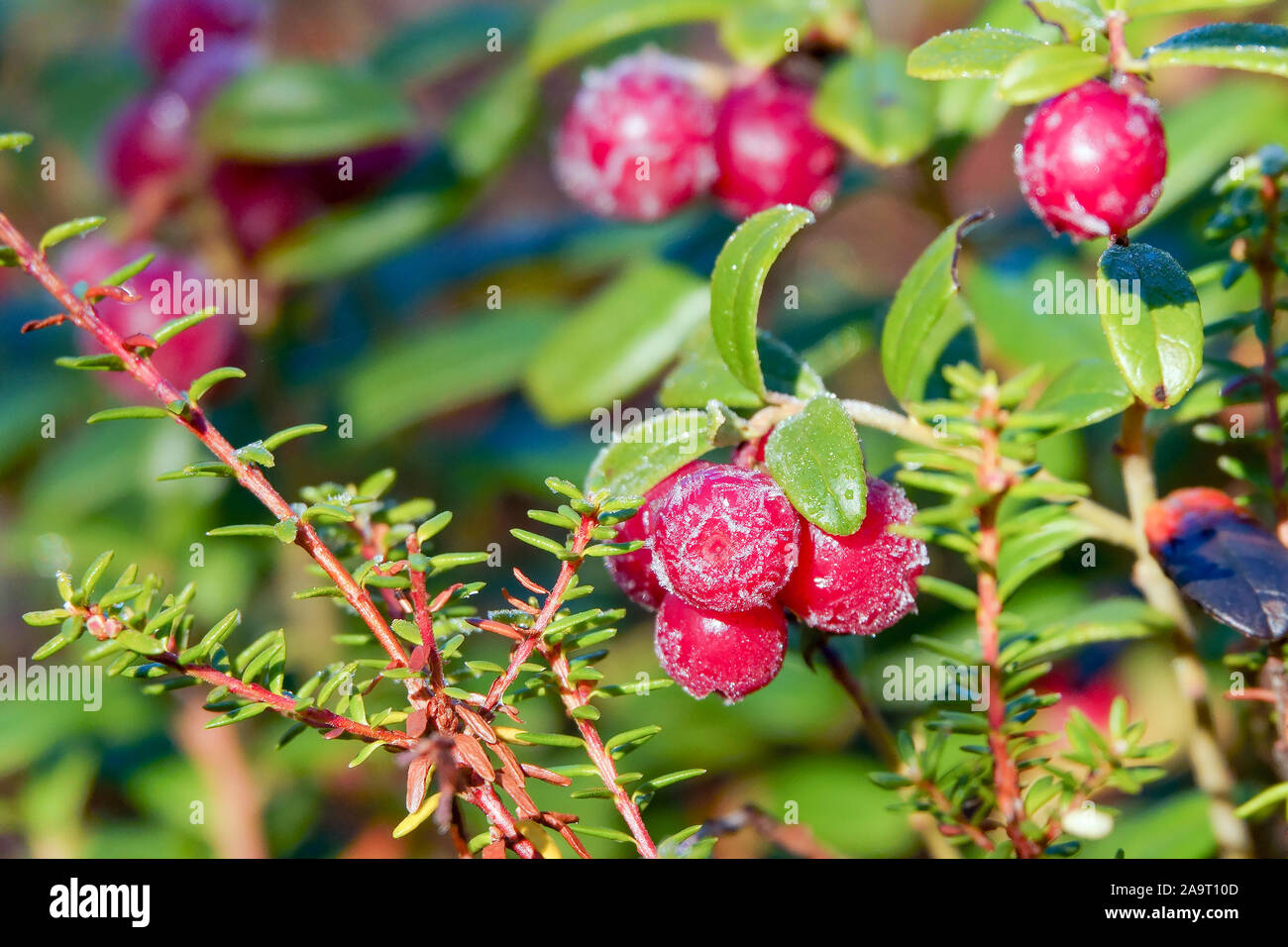Cowberries cowberry hi-res stock photography and images - Alamy