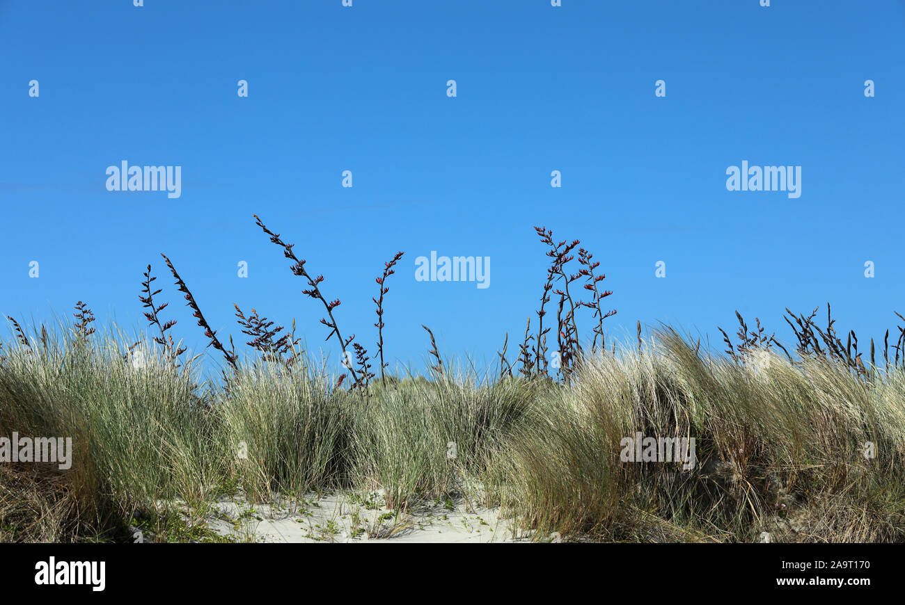 Harakeke High Resolution Stock Photography and Images - Alamy