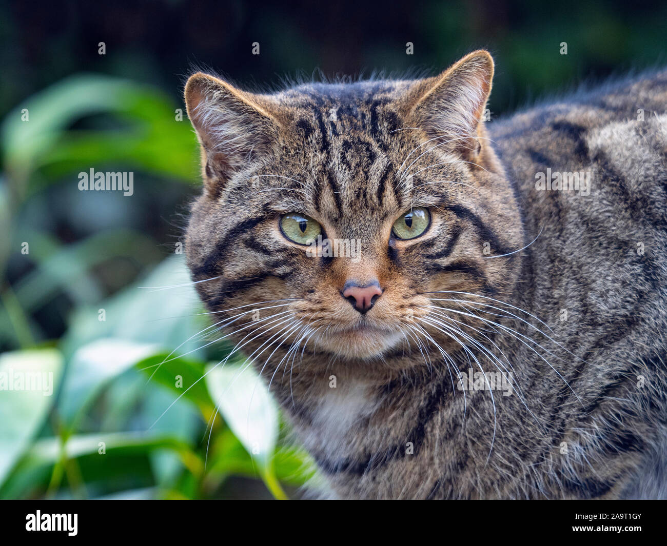 European wildcat Felis silvestris silvestris (captive Stock Photo - Alamy