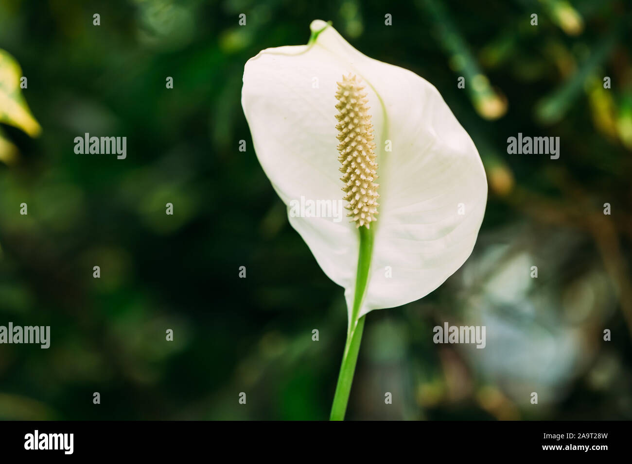Family araceae hi-res stock photography and images - Alamy