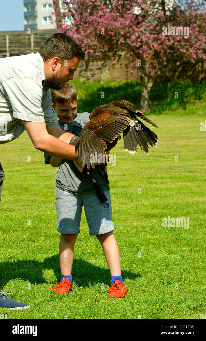 Man holding raptor hi-res stock photography and images - Alamy