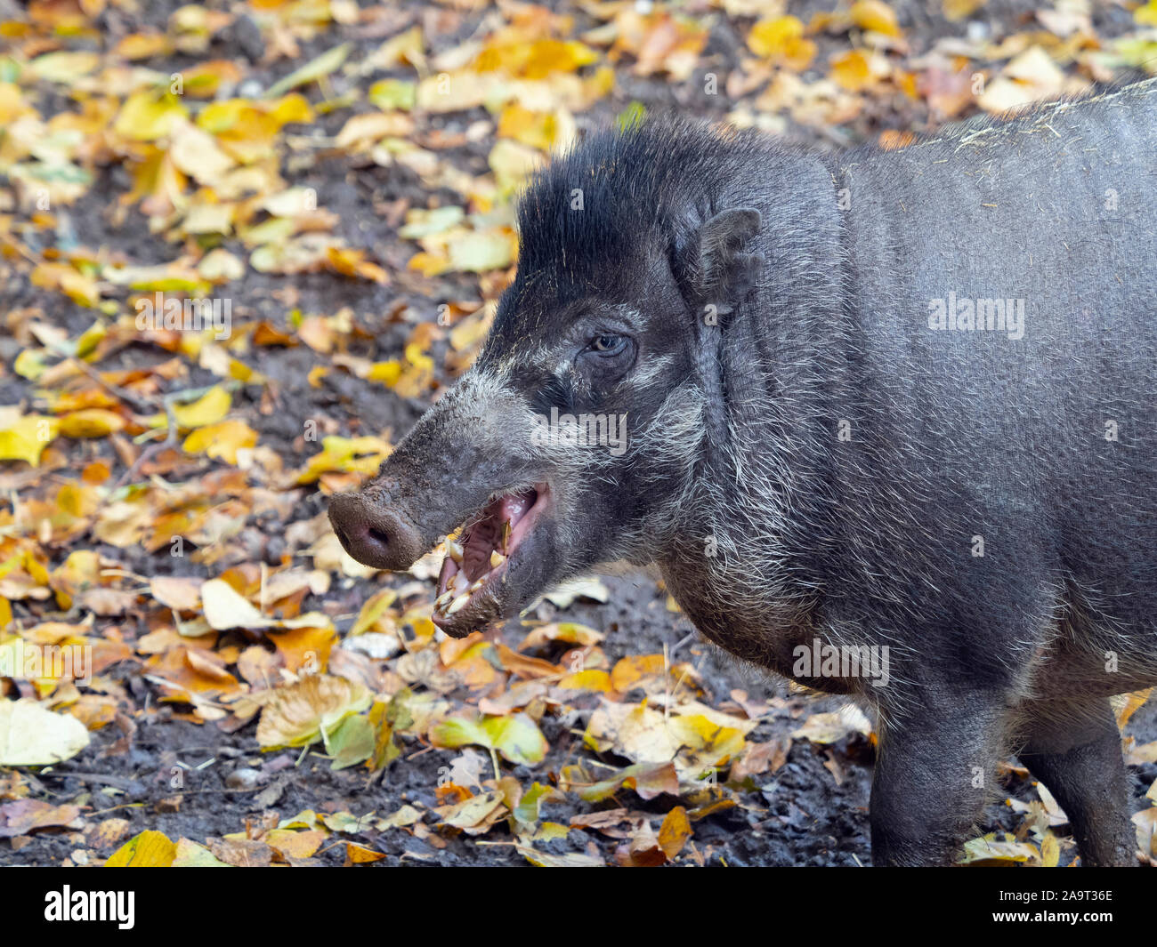Visayan warty pig Sus cebifrons Captive photograph Stock Photo - Alamy