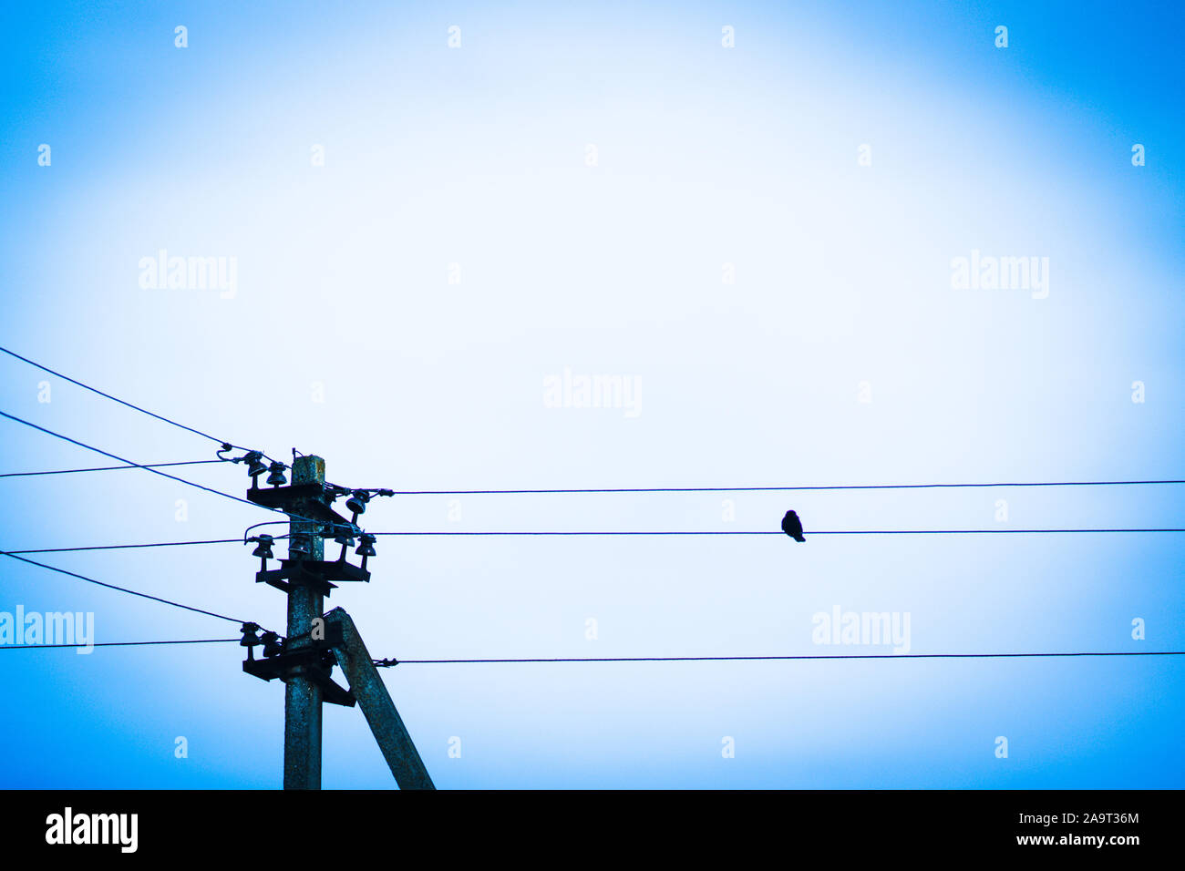 Sparrow bird sitting on electric cable hi-res stock photography and ...