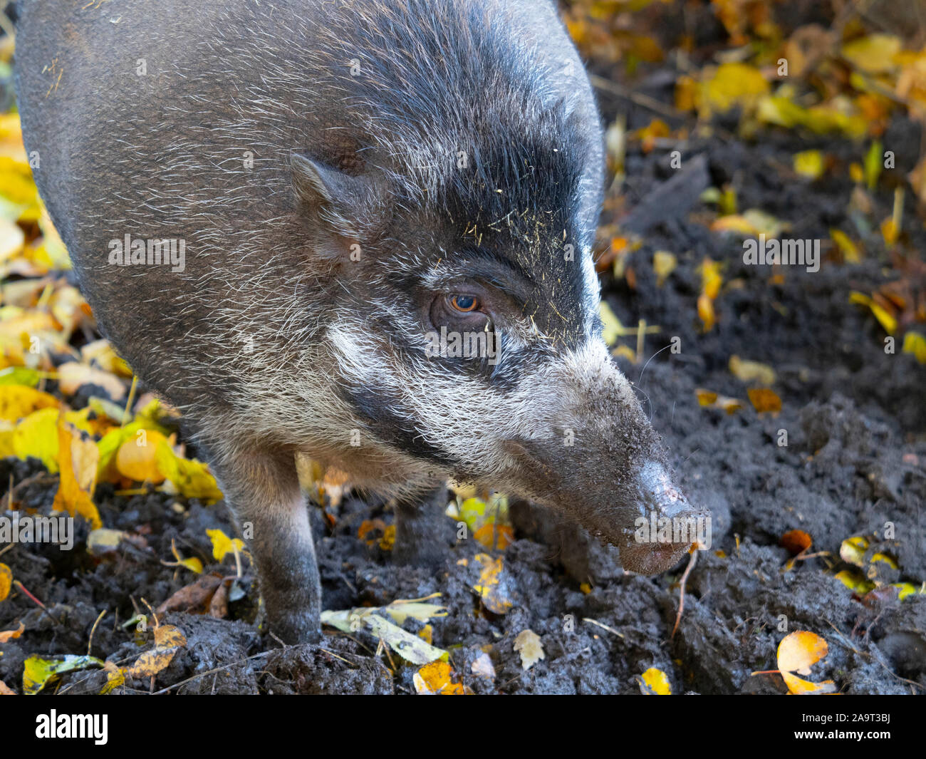 Visayan warty pig Sus cebifrons Captive photograph Stock Photo - Alamy