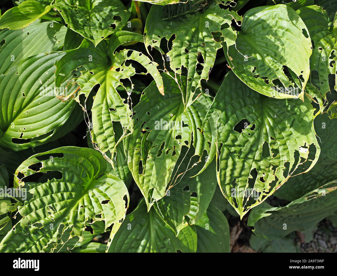Slug on end of plant hi-res stock photography and images - Alamy