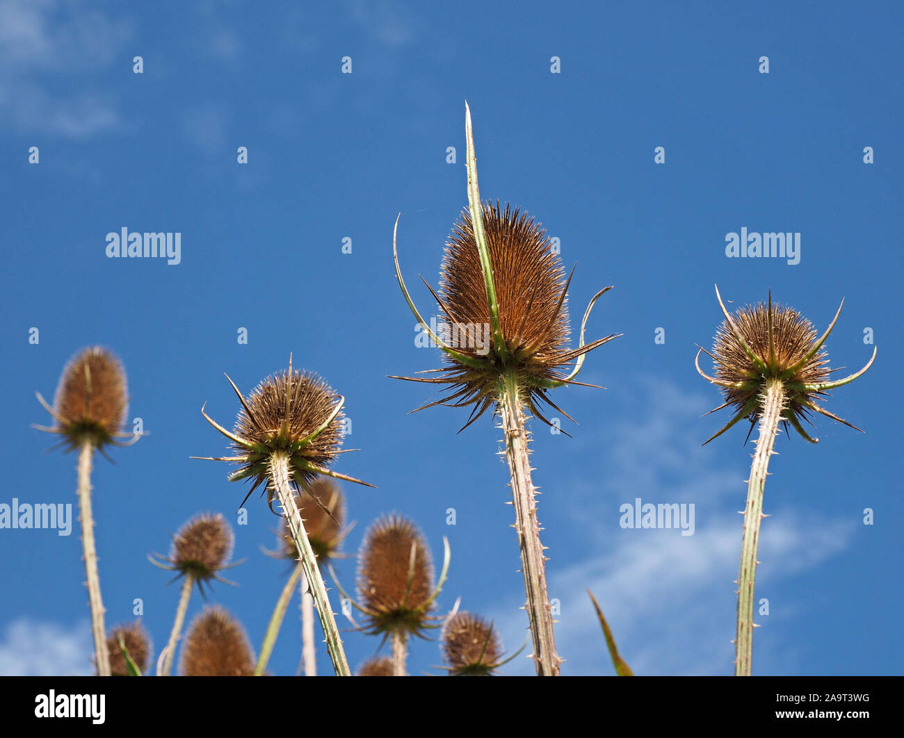 spiky brown seed-heads of teasel plants (Dipsacus fullonum, syn ...
