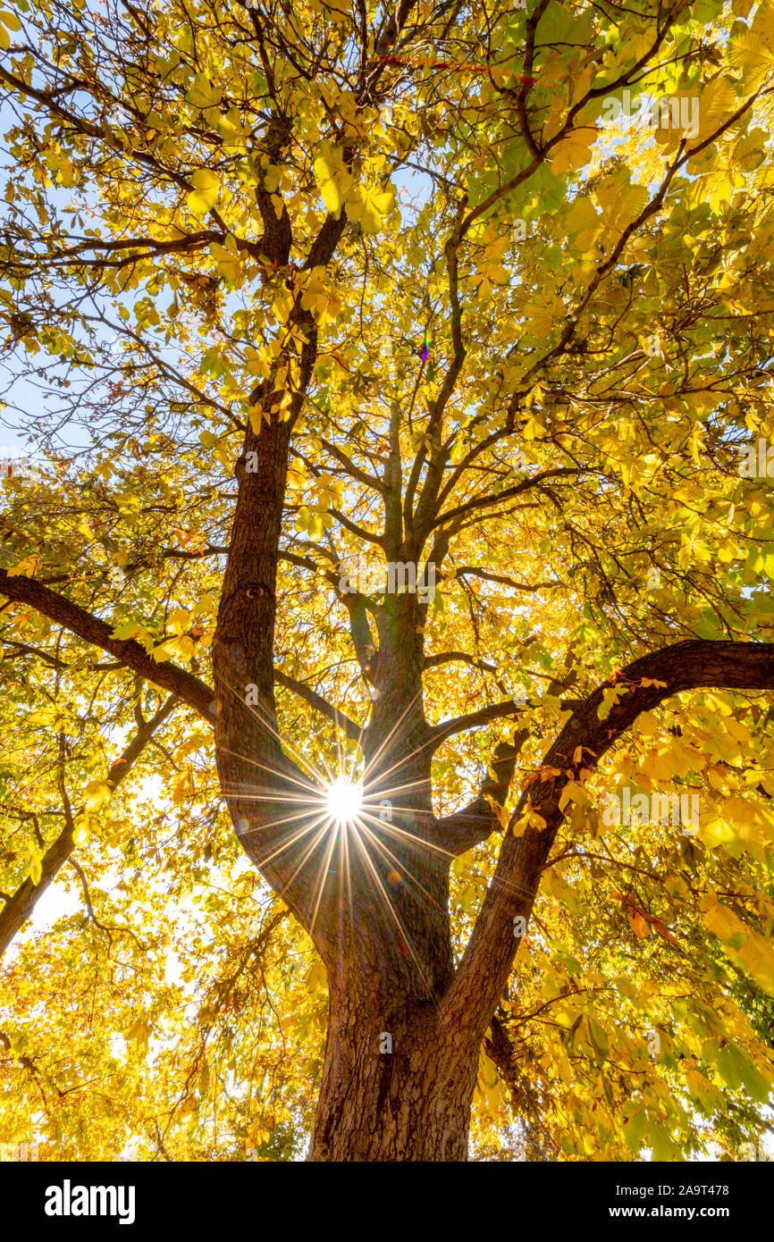 Peeking through the tree hi-res stock photography and images - Alamy
