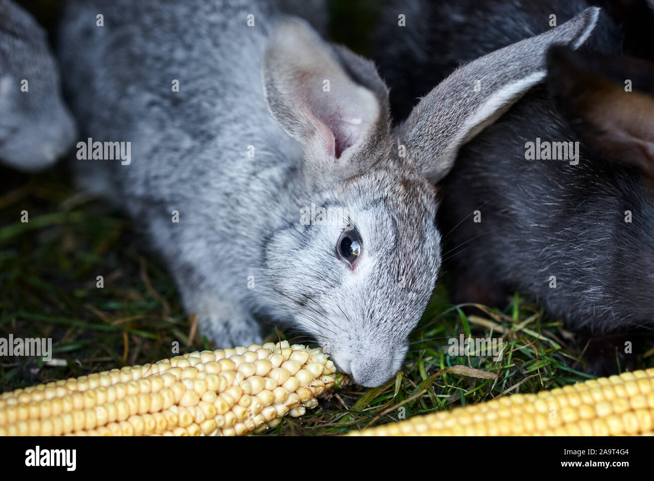 Gray and black bunny rabbits eating ear of corn, close up Stock Photo ...