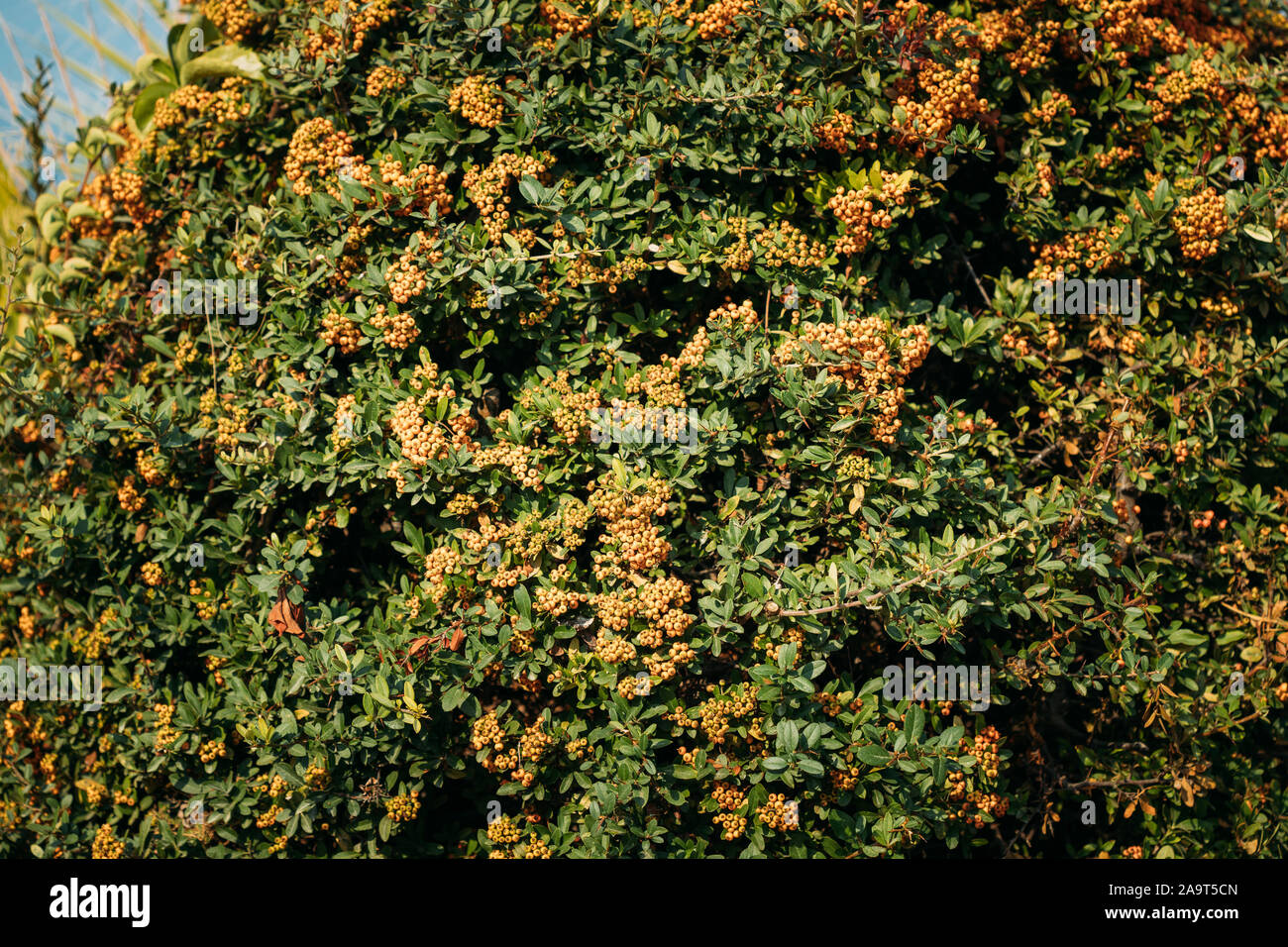 Orange Berries Of Pyracantha Coccinea Plant In Summer Garden Stock ...