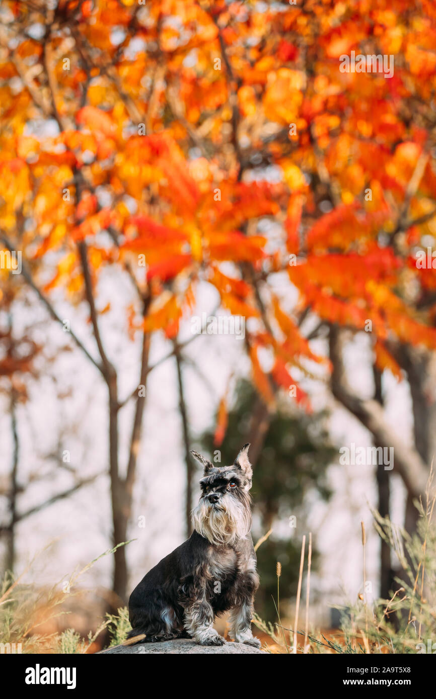 Miniature Schnauzer Dog Or Zwergschnauzer Funny Sitting Outdoor In ...