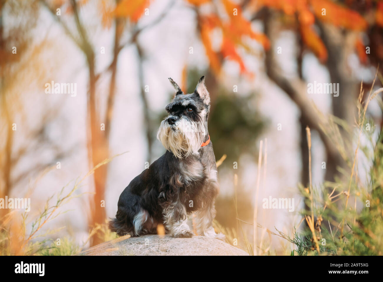 Miniature Schnauzer Dog Or Zwergschnauzer Funny Sitting Outdoor In ...