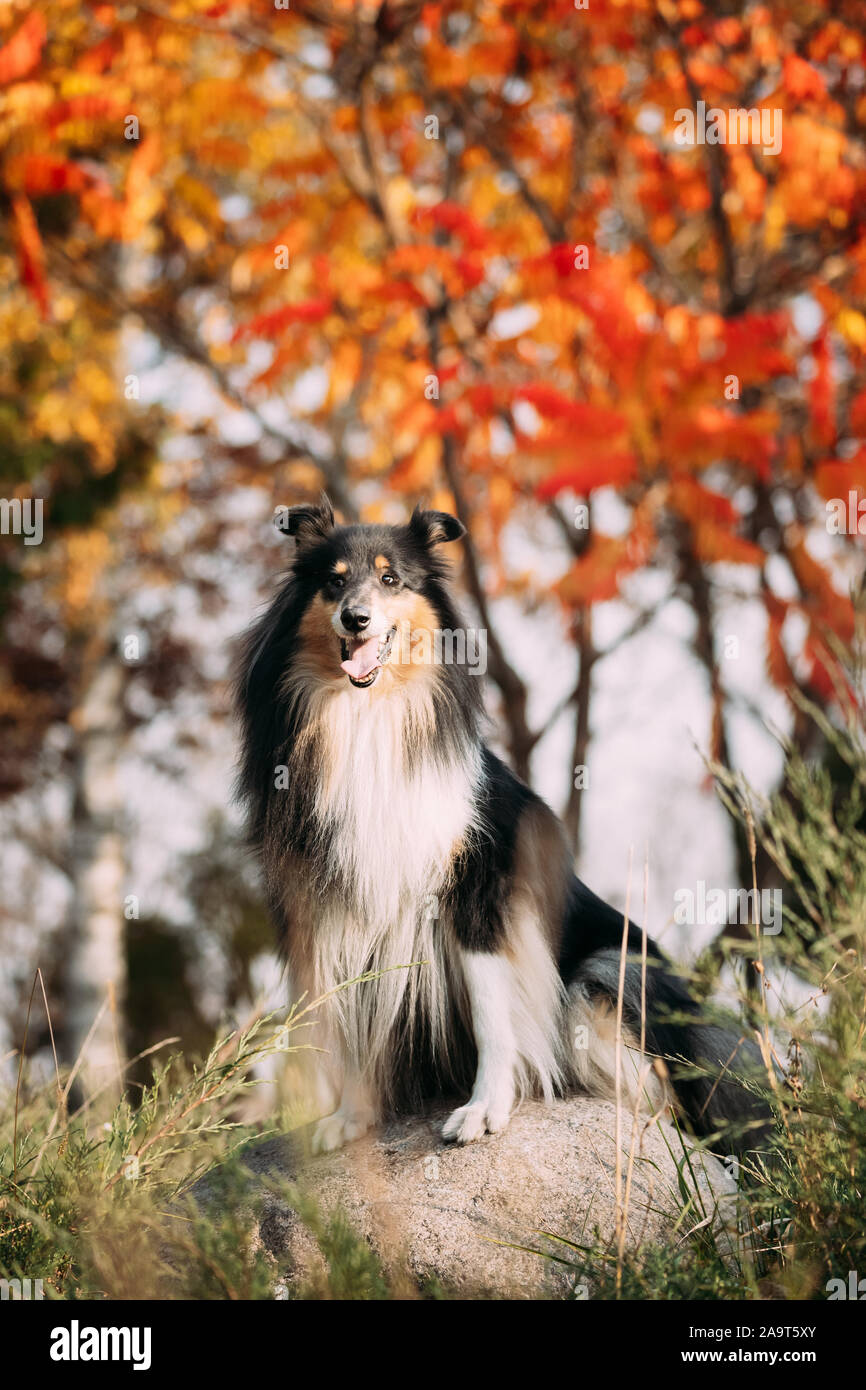 Are Rough Collies Aggressive